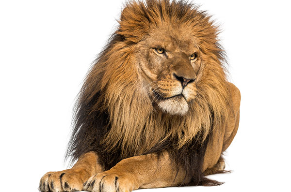 Lion – Family Education Centre